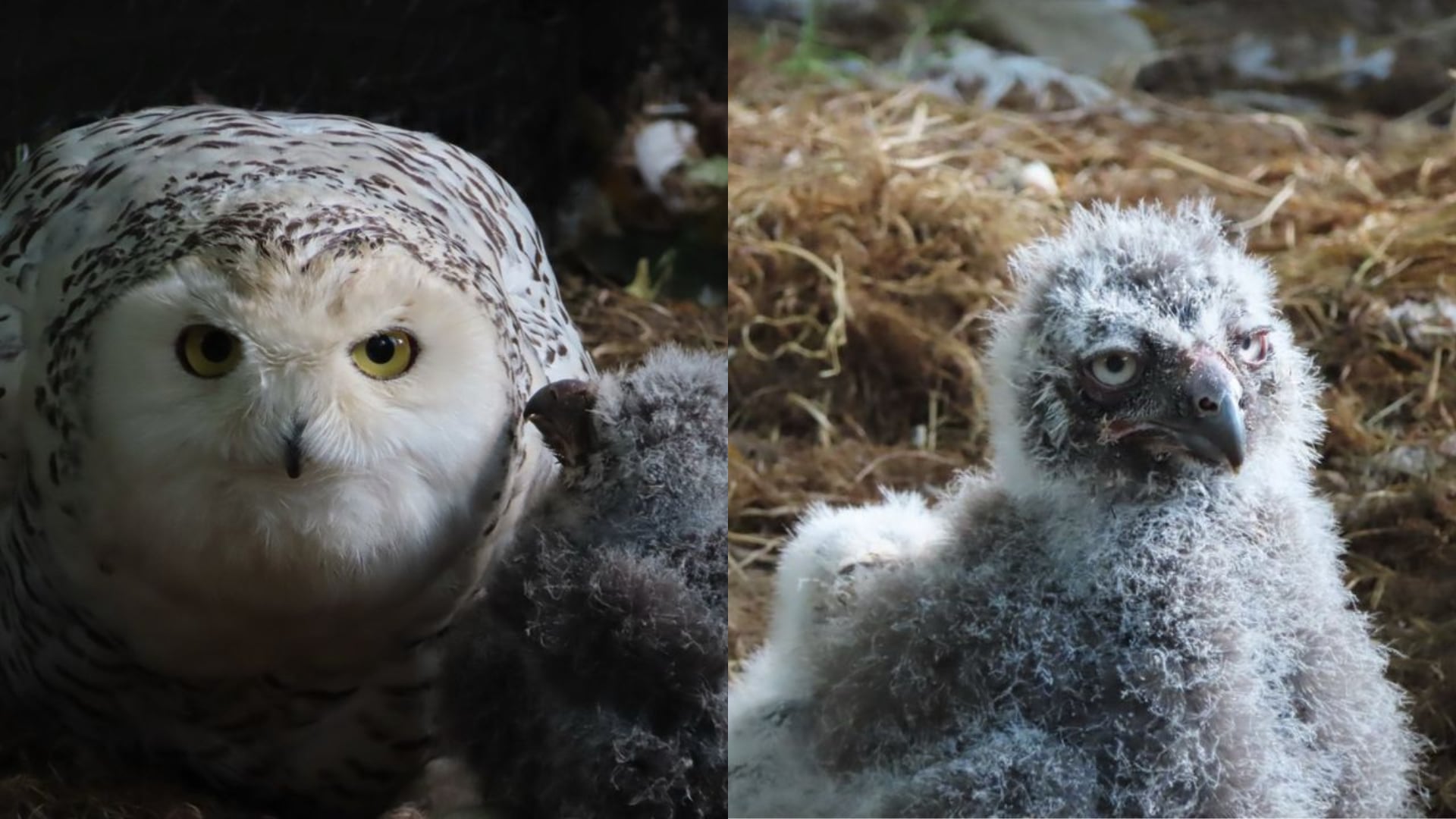 Snowy Owl Baby Cute