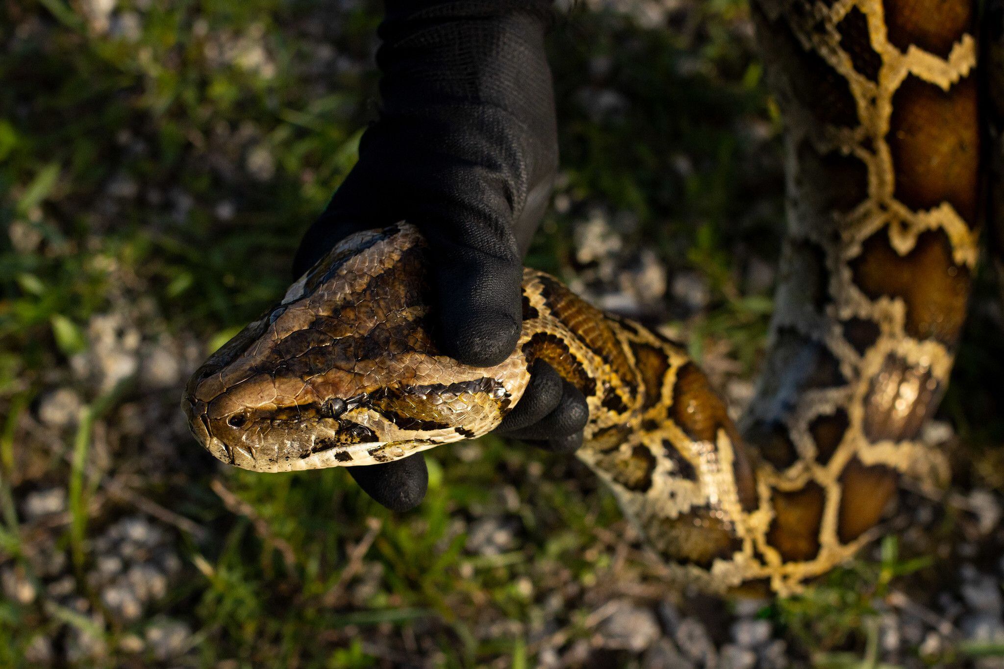 Burmese Python Eats Child